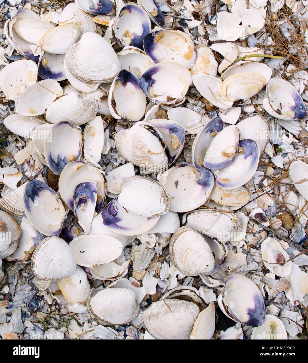 Broken clam shells hi-res stock photography and images - Alamy