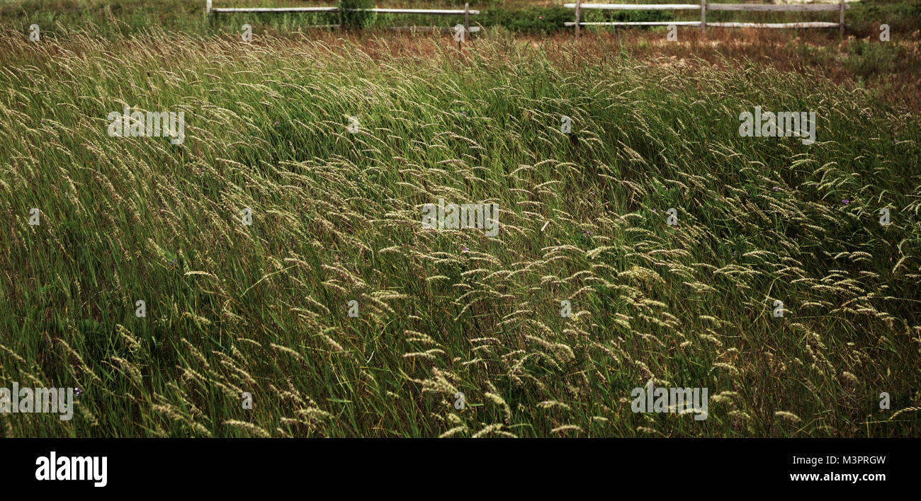 Marsh grass cape cod hi-res stock photography and images - Alamy