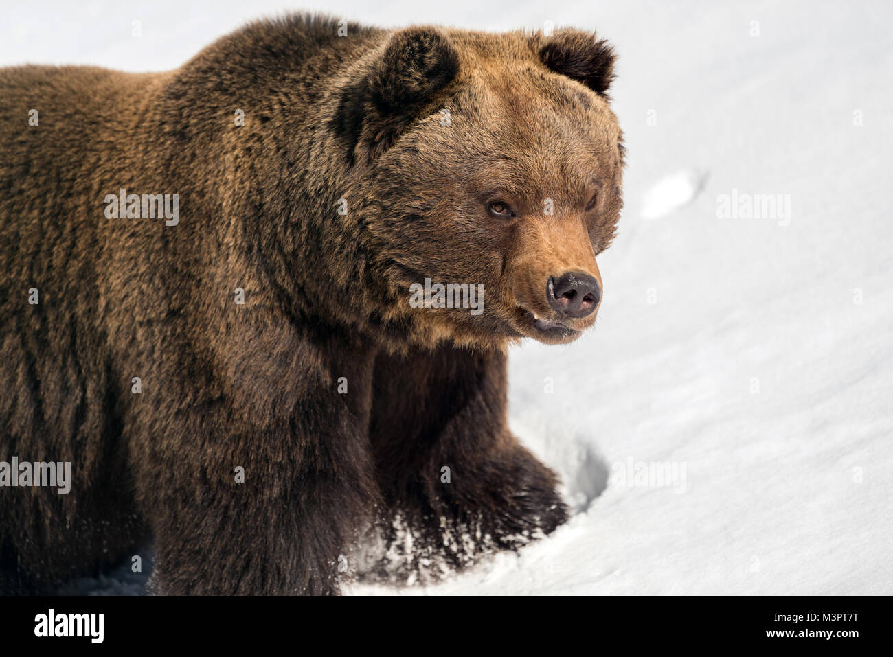 Grizzly bear teeth closeup hi-res stock photography and images - Alamy