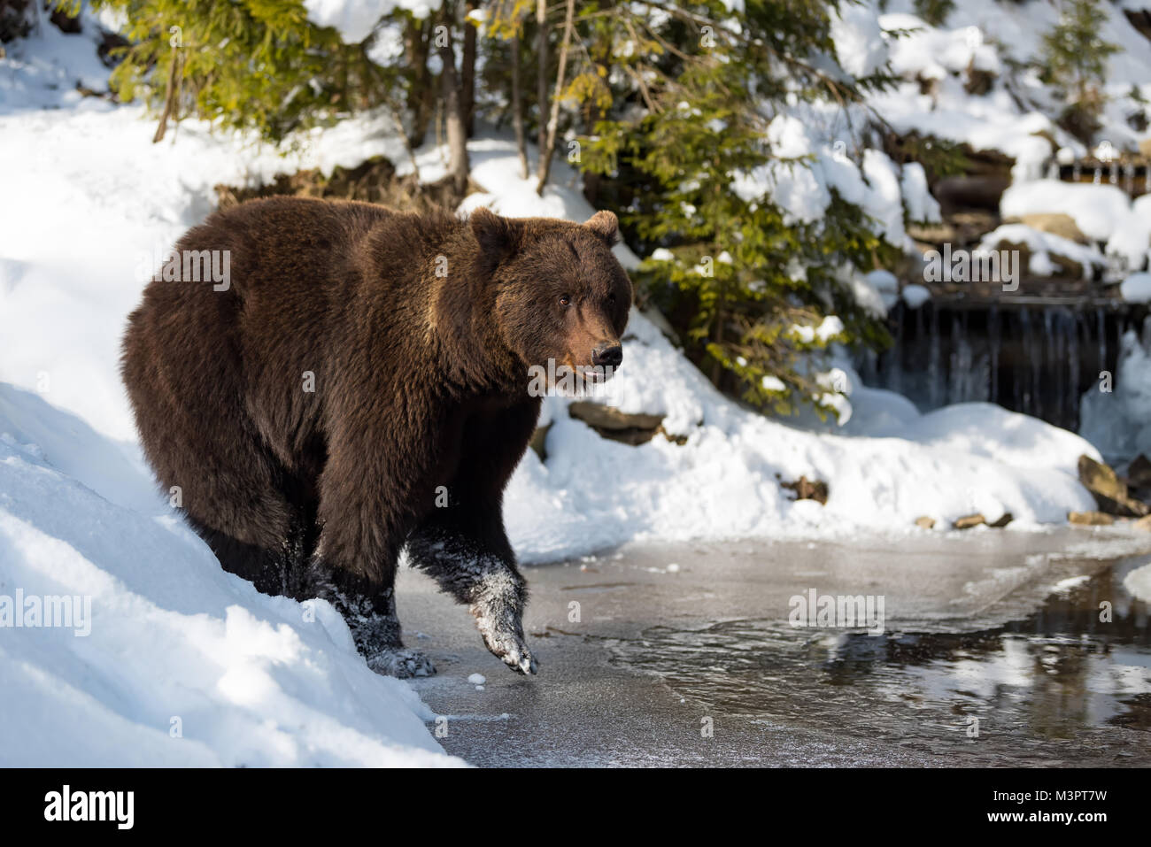 Close wild big brown bear near a forest lake Stock Photo - Alamy