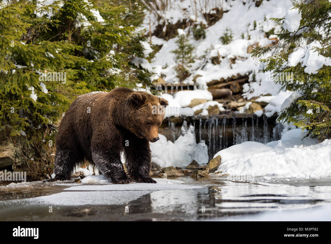 Close wild big brown bear near a forest lake Stock Photo - Alamy