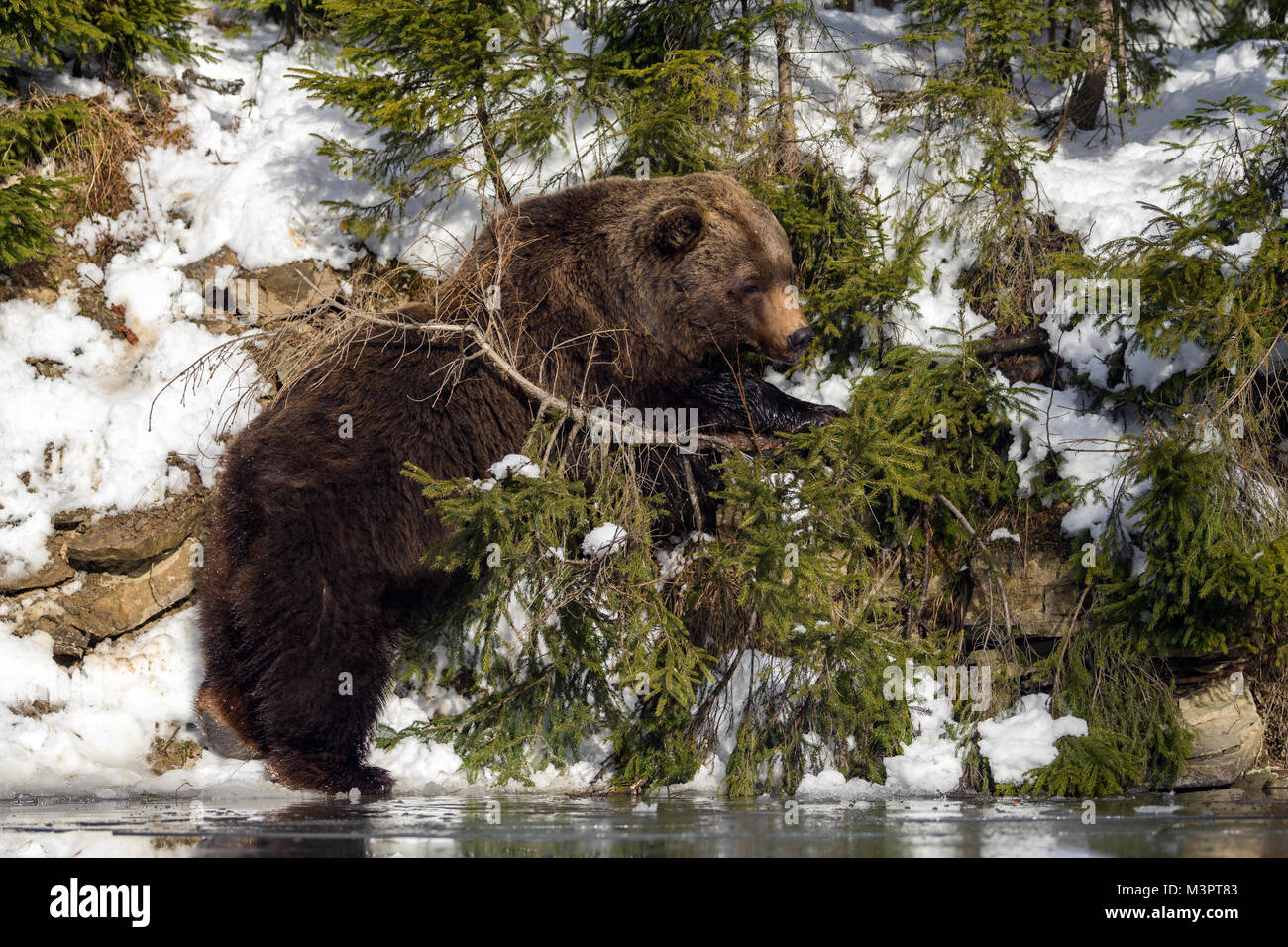 Close wild big brown bear in winter forest Stock Photo - Alamy