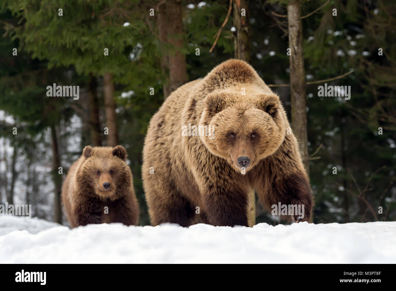 Bears family goes through the winter forest Stock Photo - Alamy