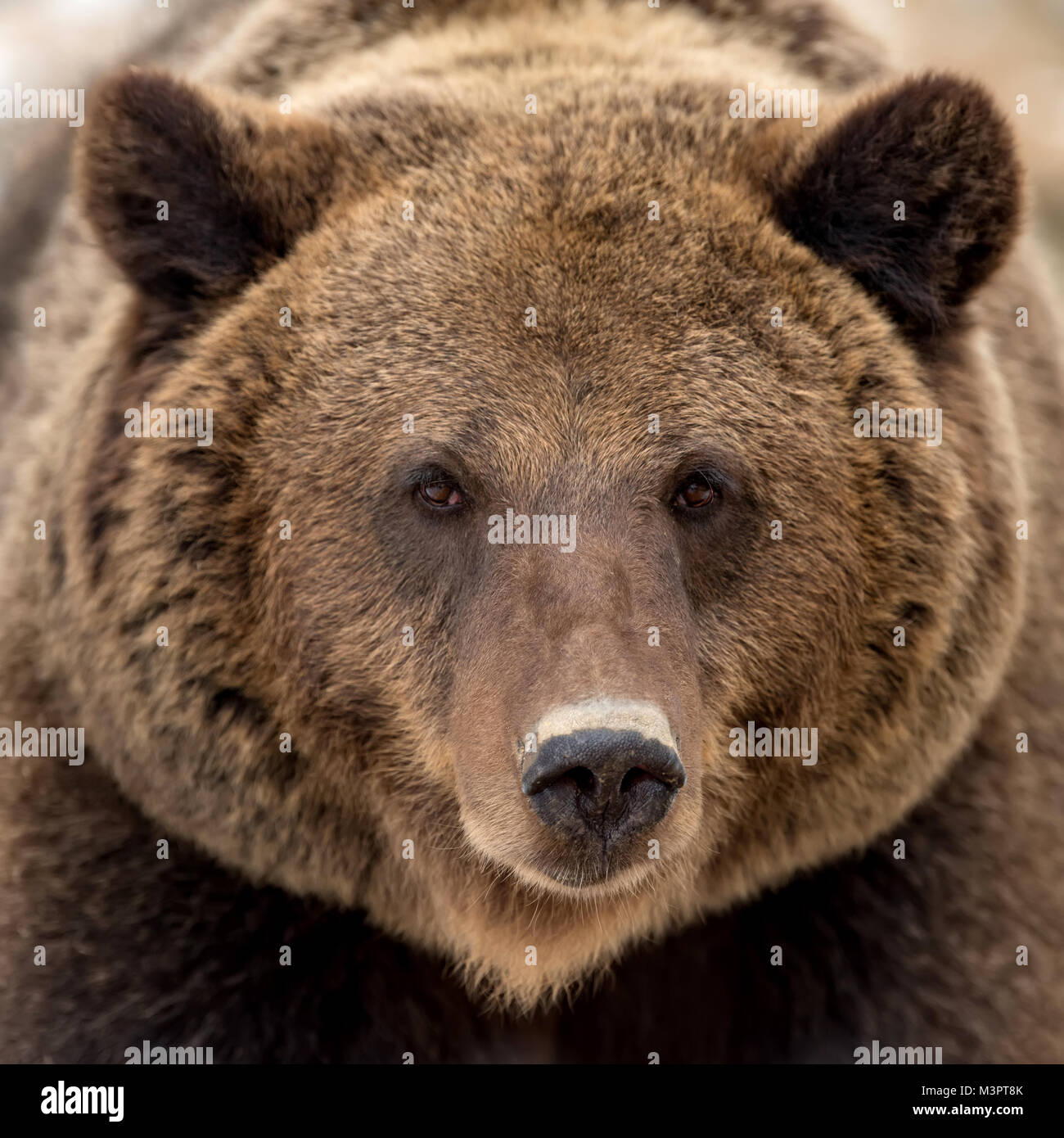 Closeup brown bear portrait Stock Photo - Alamy