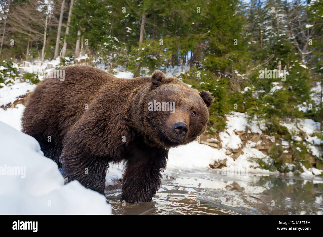 Close wild big brown bear near a forest lake Stock Photo - Alamy