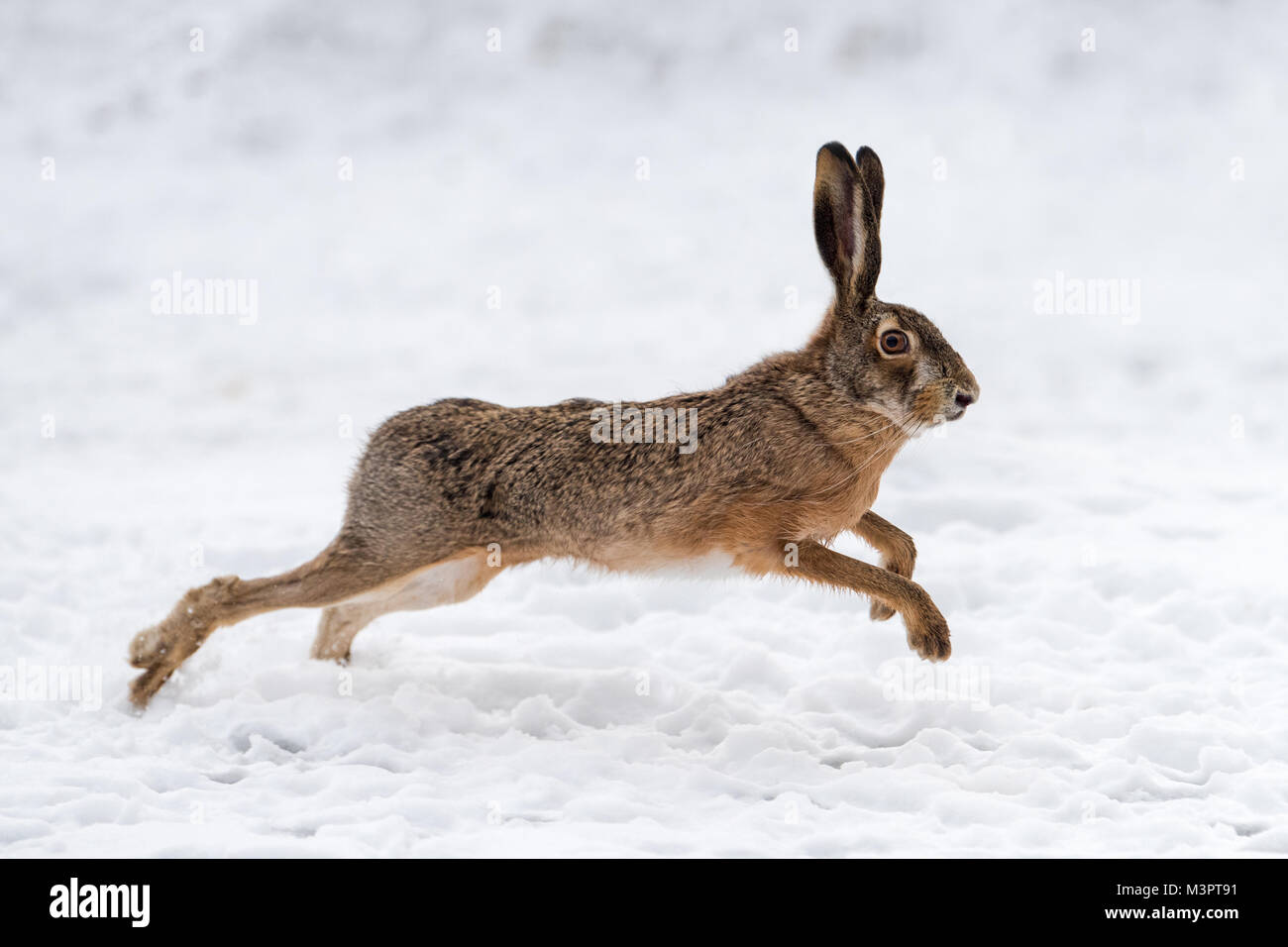 Rabbit Running High Resolution Stock Photography and Images - Alamy