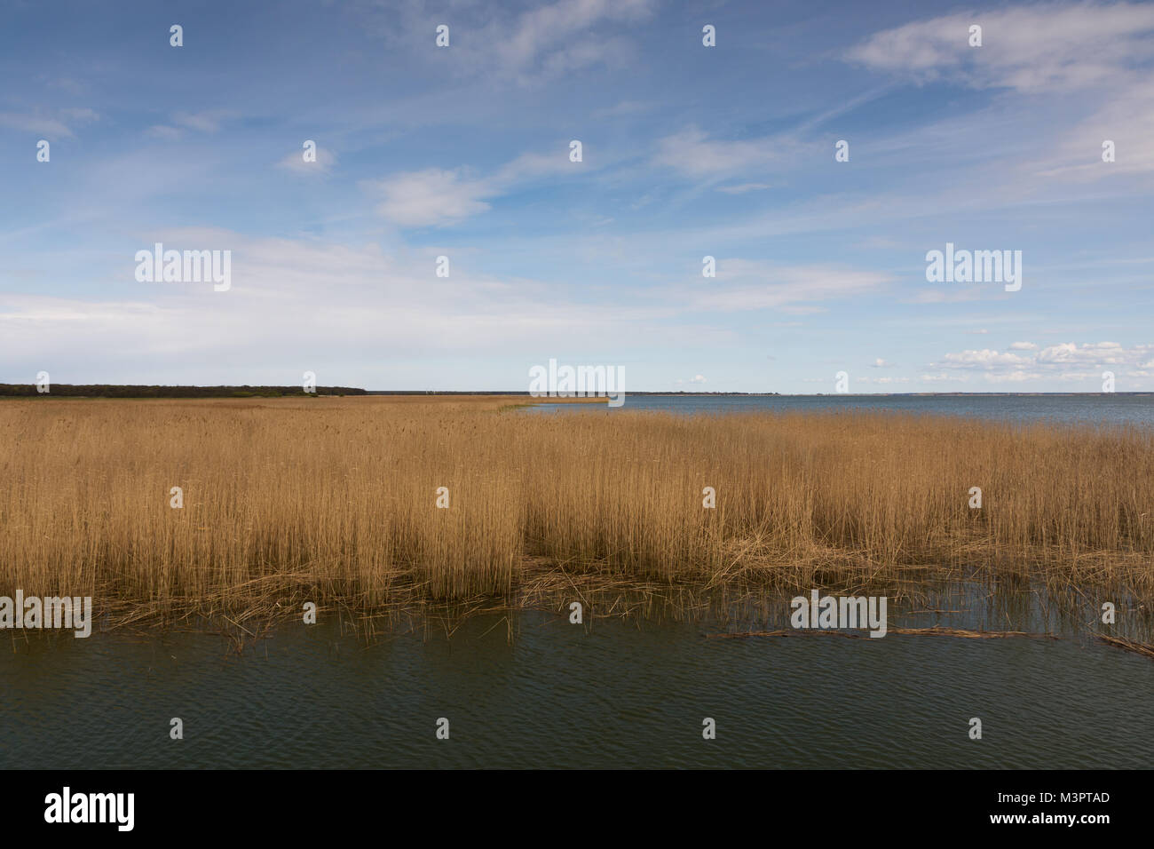 Nationalpark vorpommersche bodden hi-res stock photography and images ...