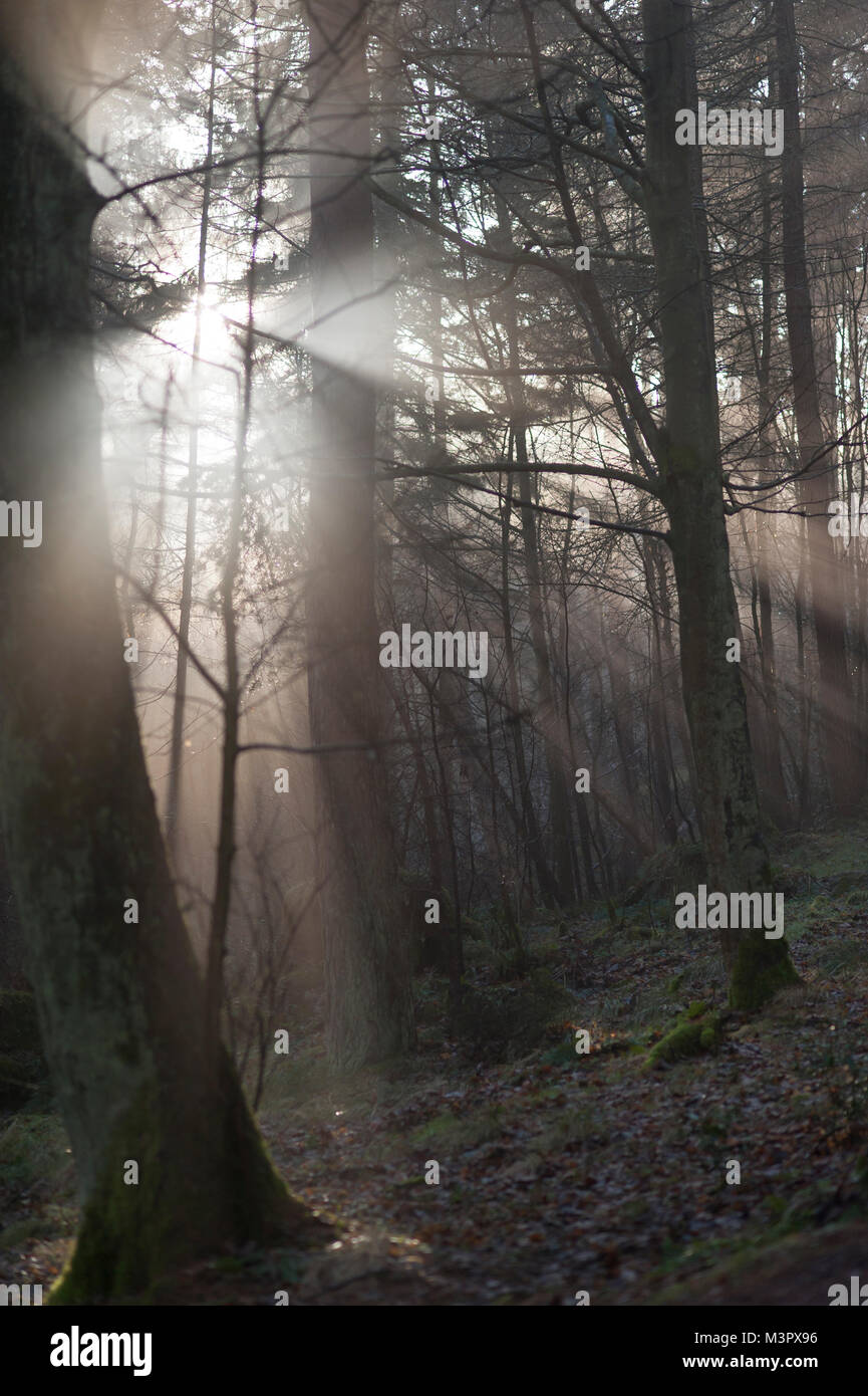 A ray of sun breaking through the trees in the forest Stock Photo - Alamy