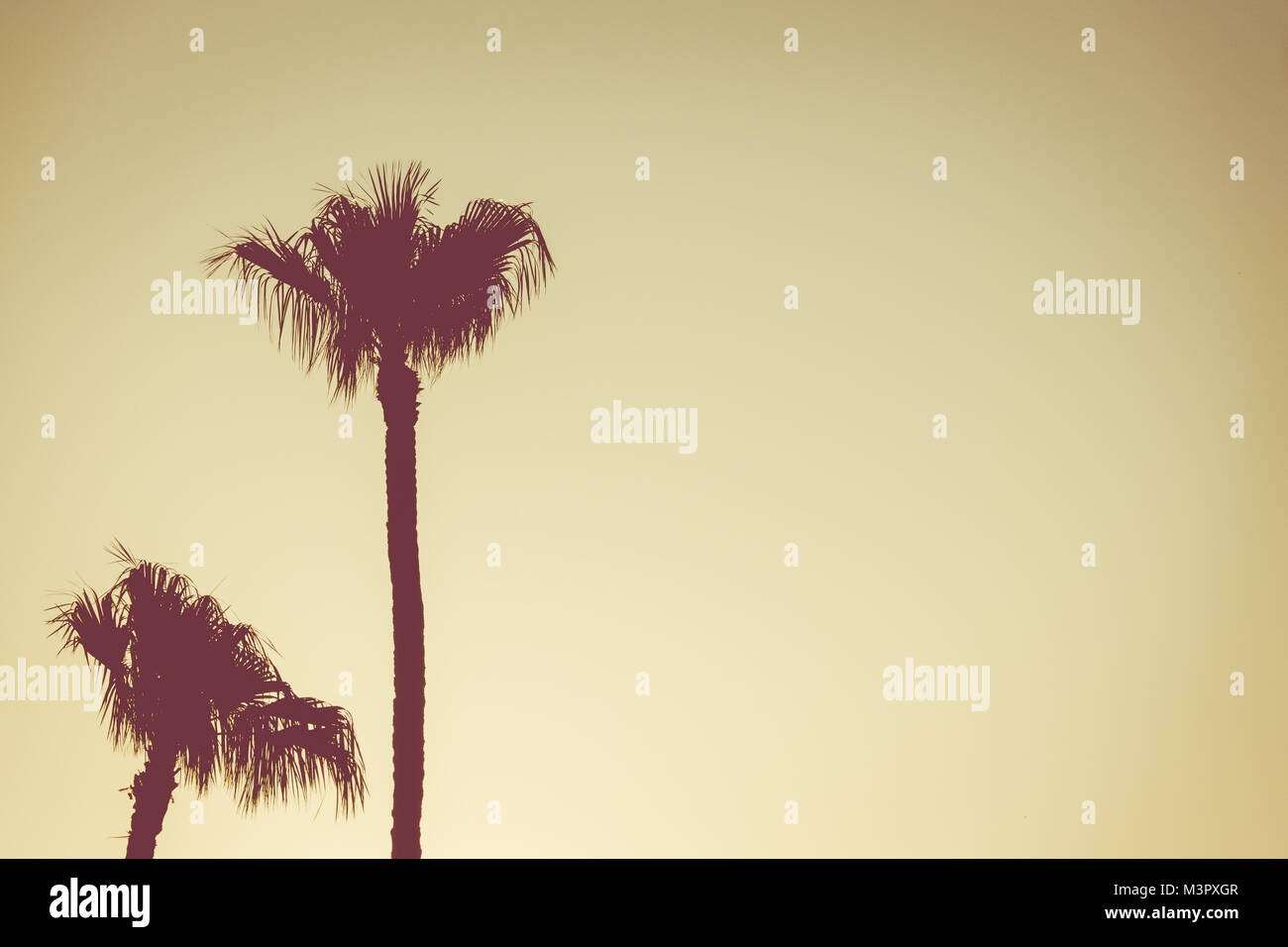 Tall palm trees filter hi-res stock photography and images - Alamy