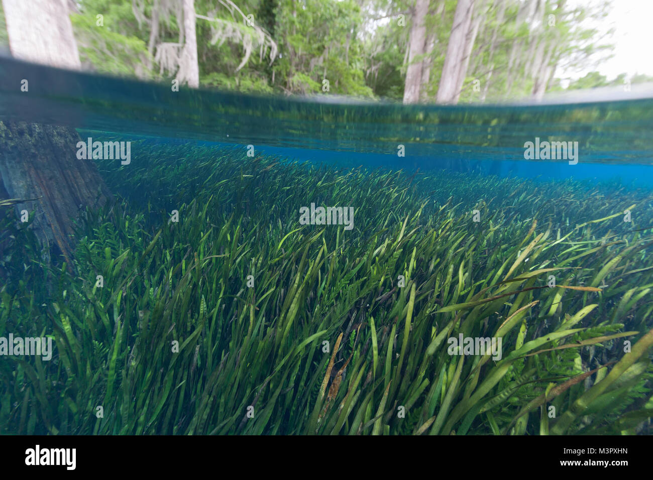 divers underwater caves diving Florida Jackson Blue cave USA Stock ...