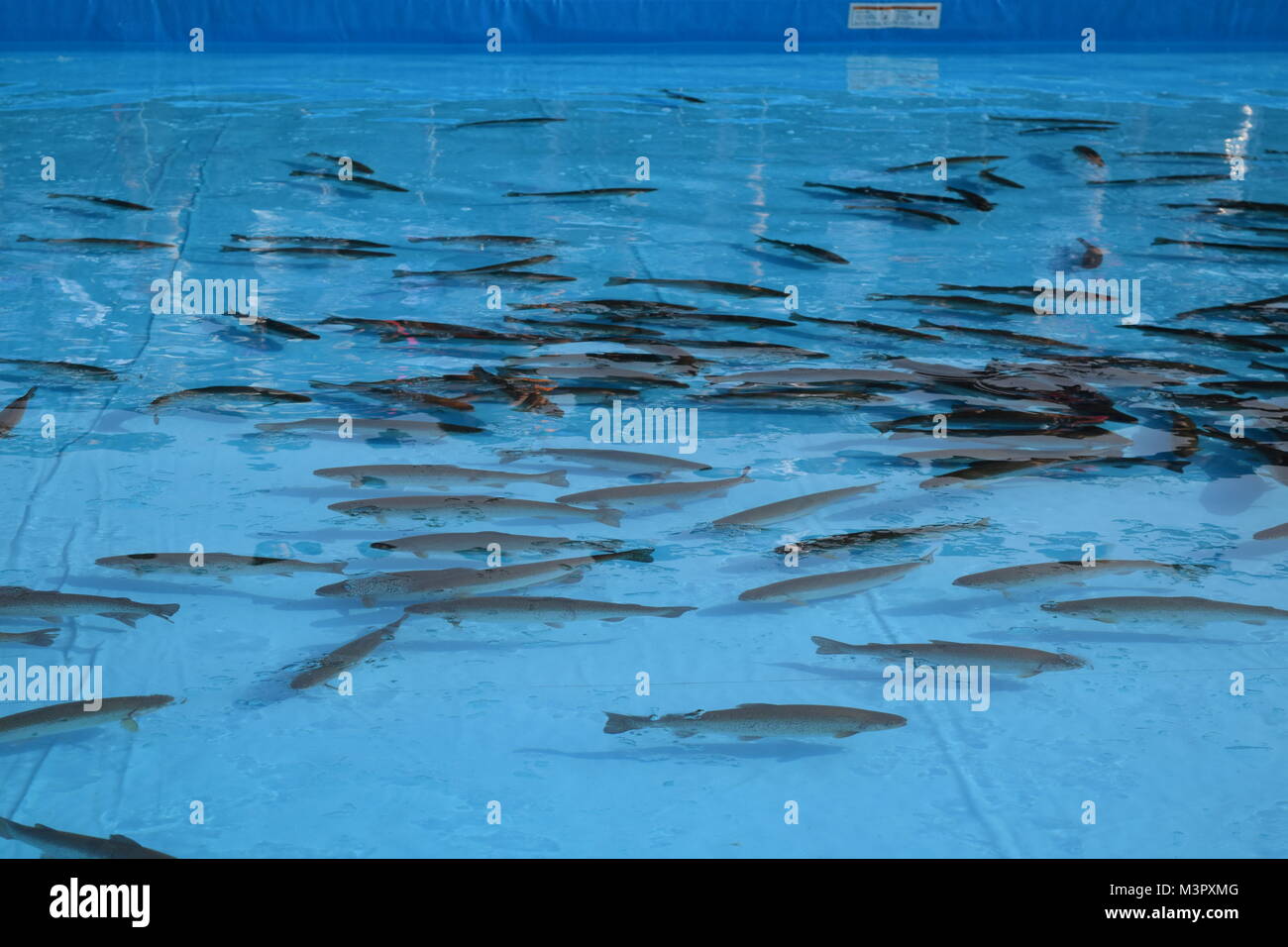 Hwacheon, Republic Of Korea. Jan. 22, 2018. Participants enjoying the ...