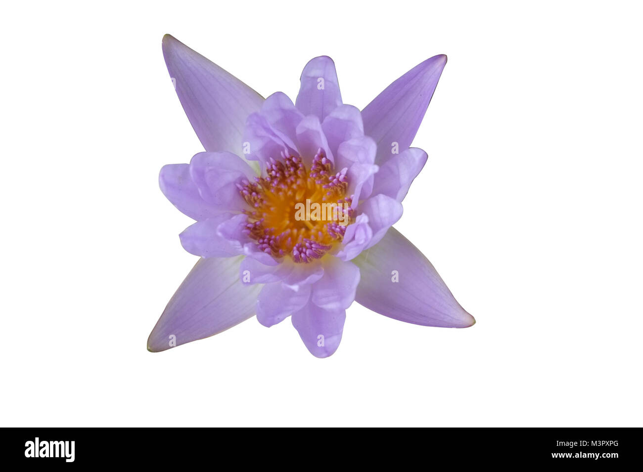 Beautiful blooming purple lotus Cut Out Stock Images & Pictures - Alamy