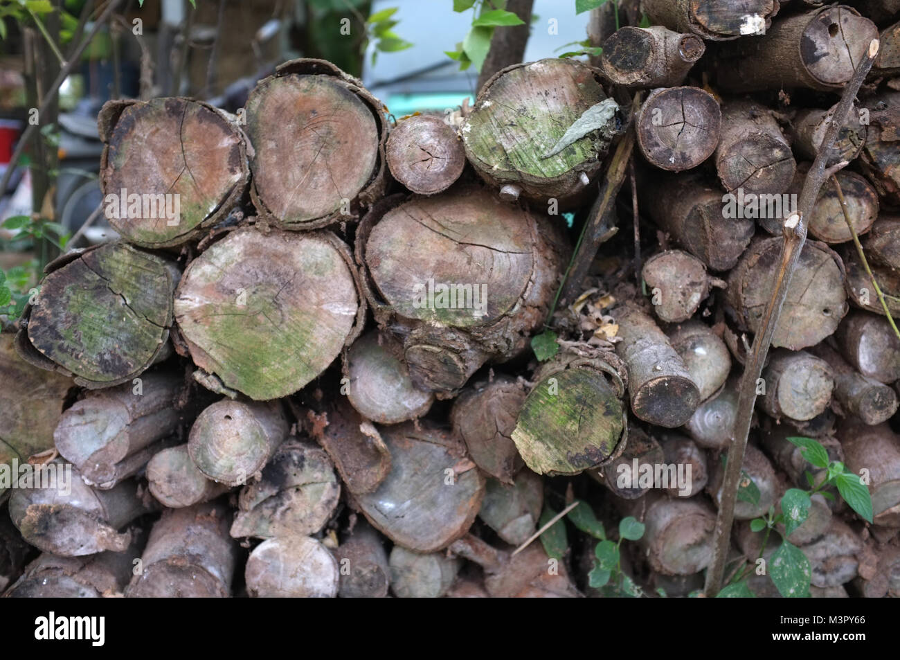 Nature background , Beautiful Closeup of logs of trees in nature. a lot ...