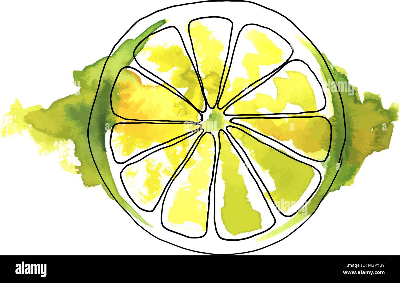 A vector and watercolour drawing of a lime on white Stock Vector Image ...