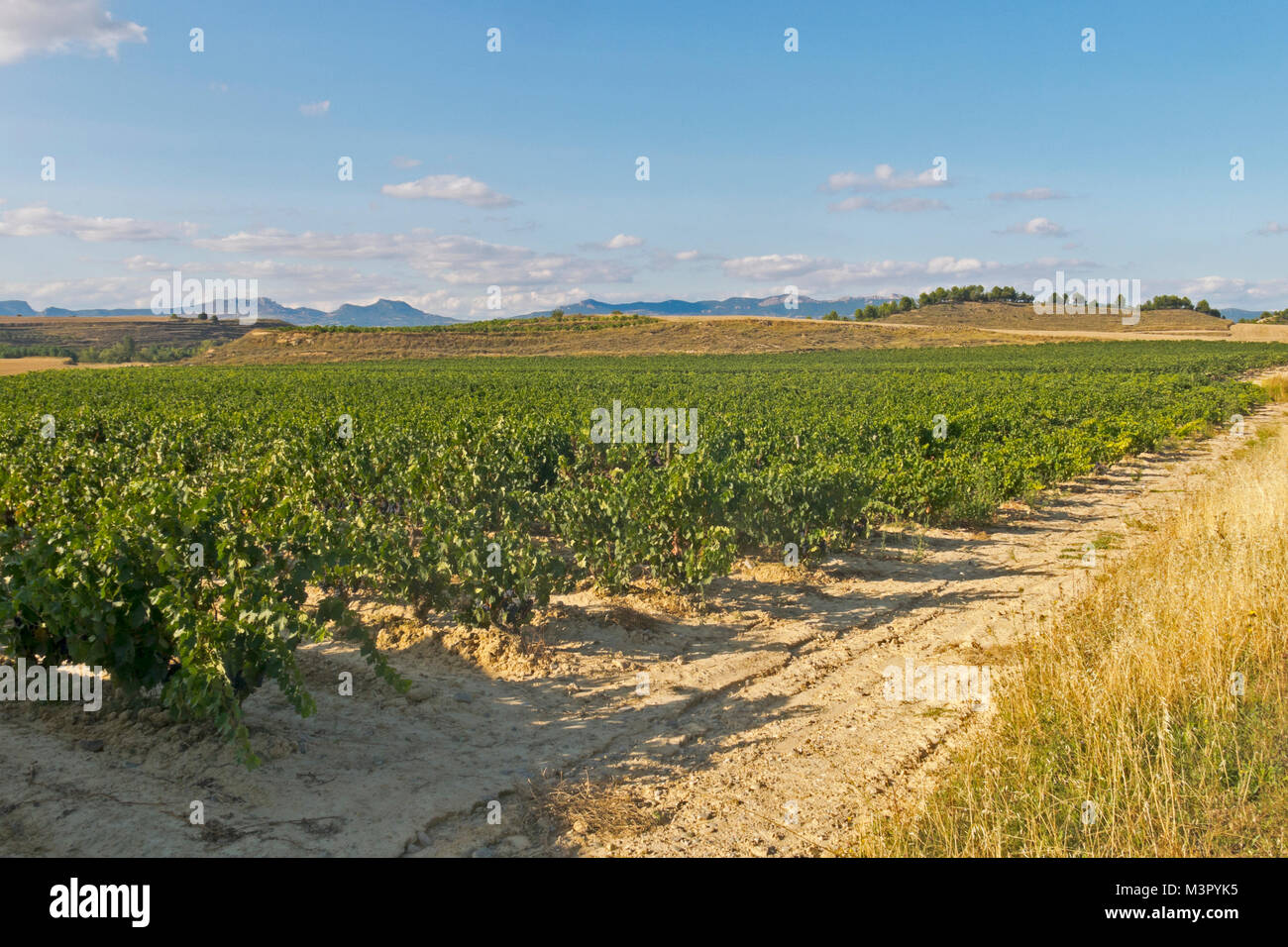 Panoramic landscape of a vineyard field in Logroño, in the Spanish ...