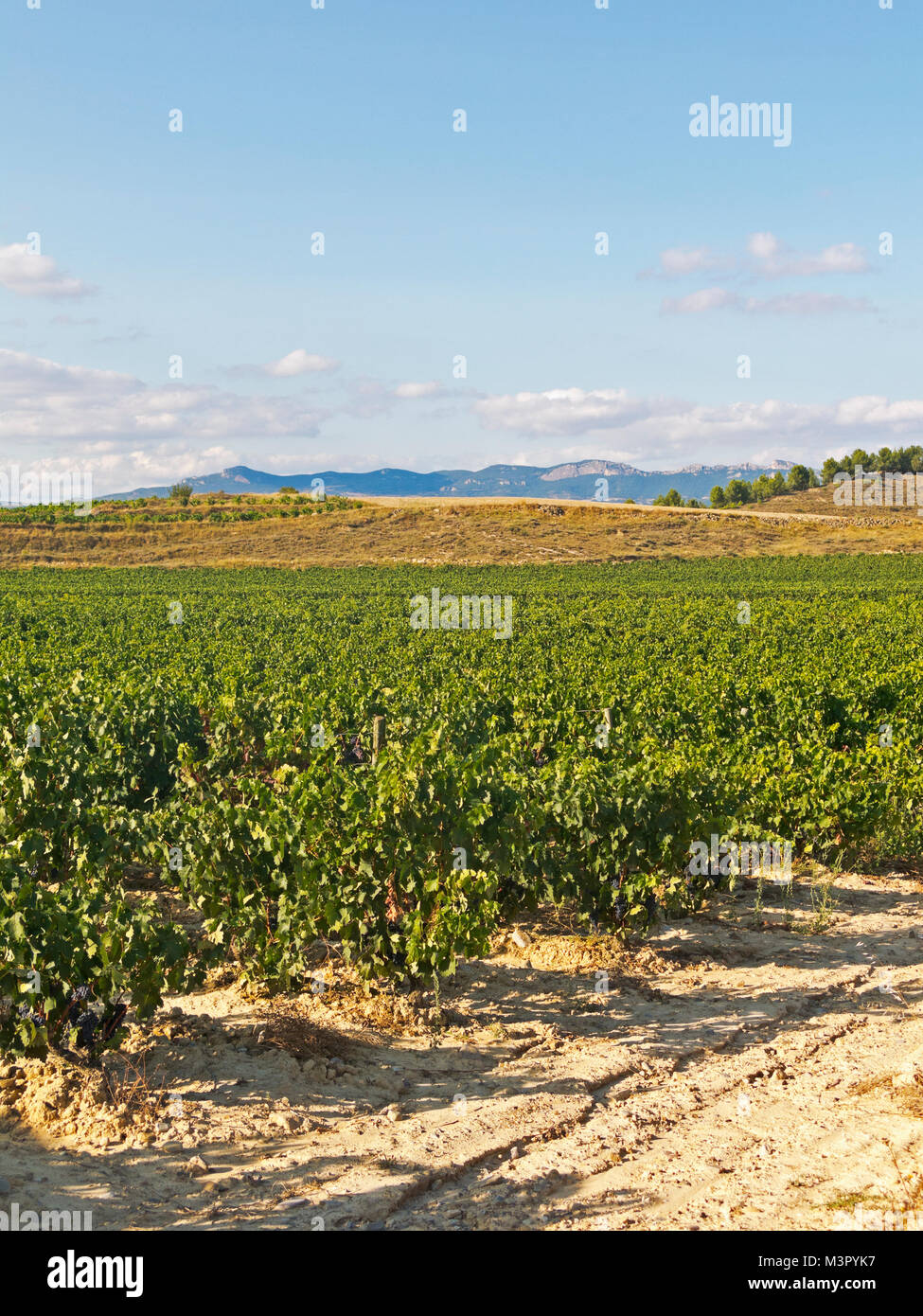 Panoramic landscape of a vineyard field in Logroño, in the Spanish ...