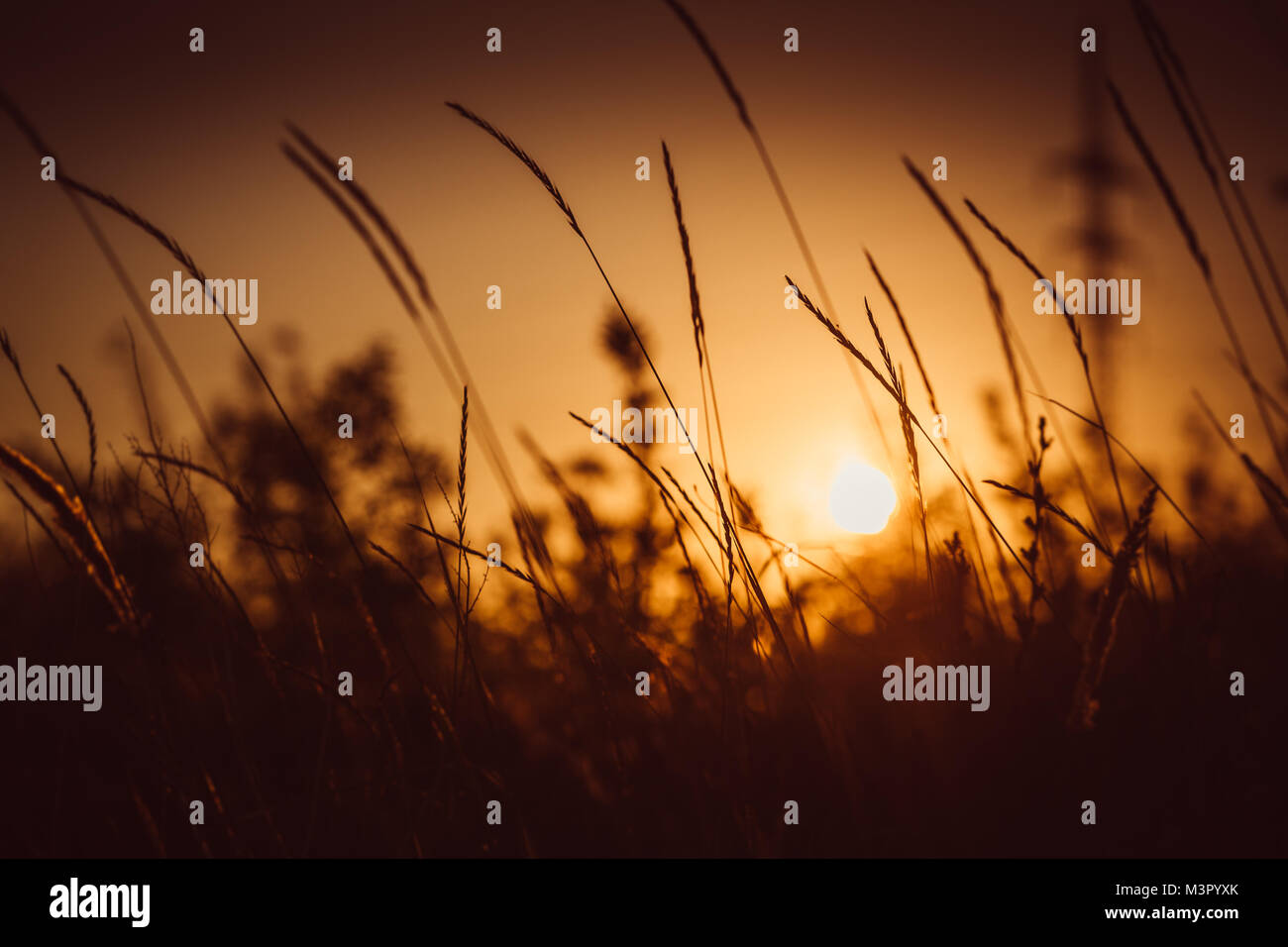 grass and field on sunset background Stock Photo - Alamy
