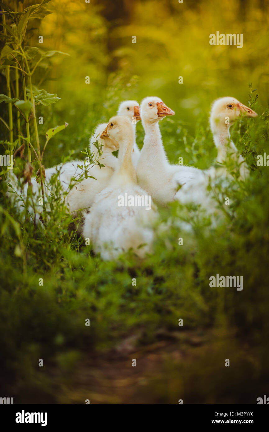 Five young goose together sit in the grass Stock Photo - Alamy