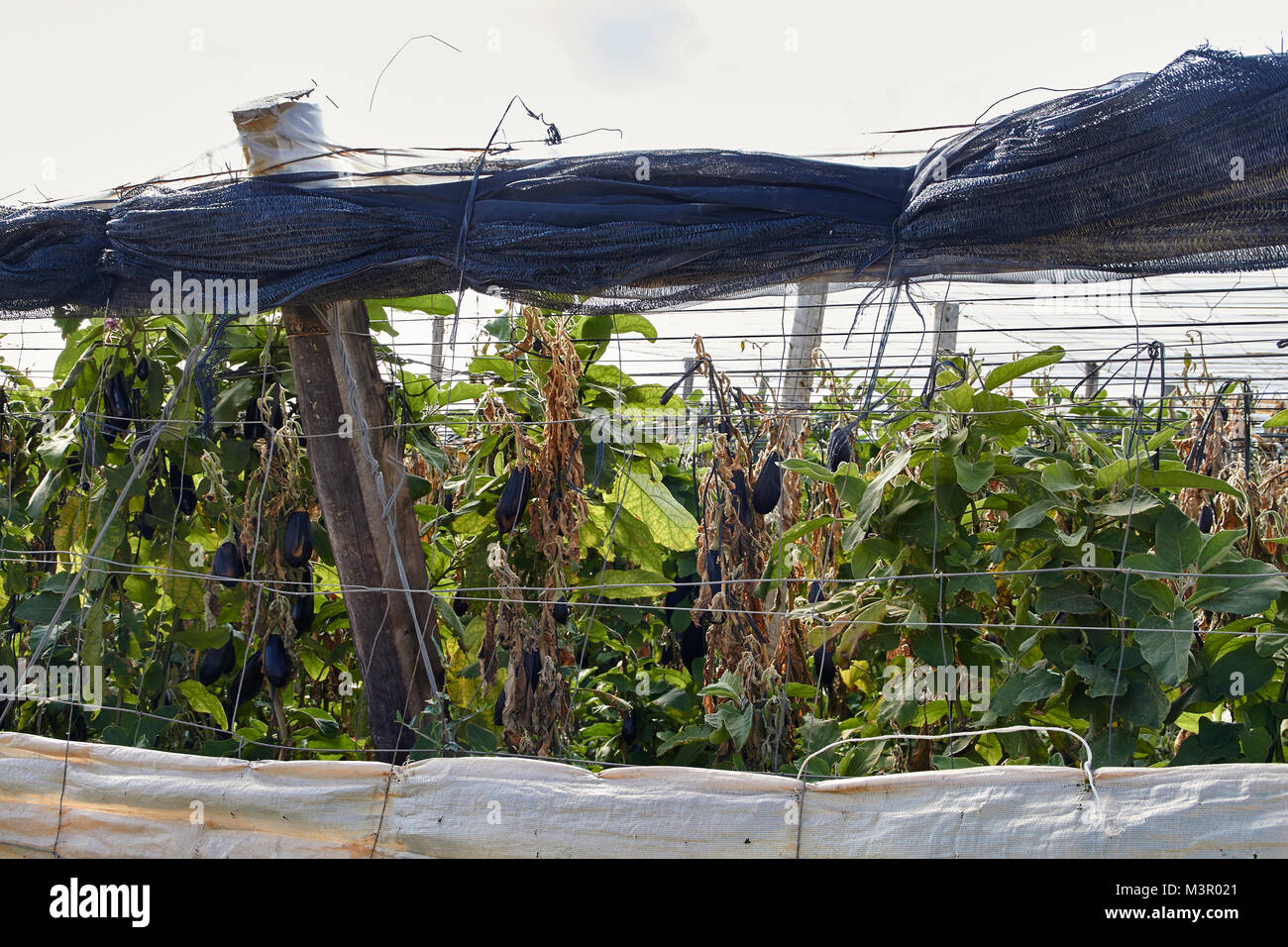vegetable cultivation in plastic greenhouses at El Ejido, Almeria ...
