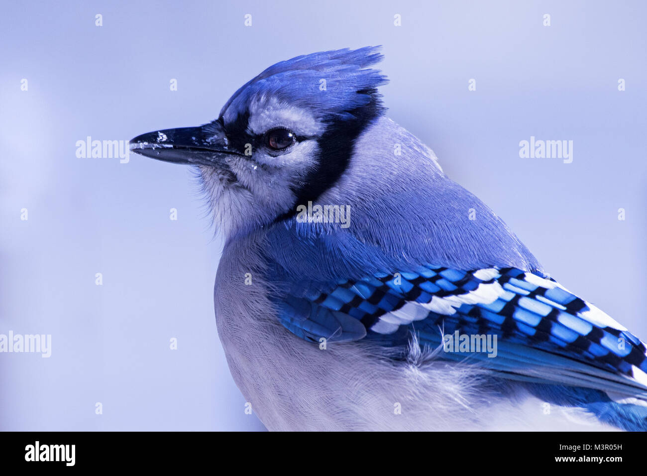 Bluejay bird in the snow hi-res stock photography and images - Alamy