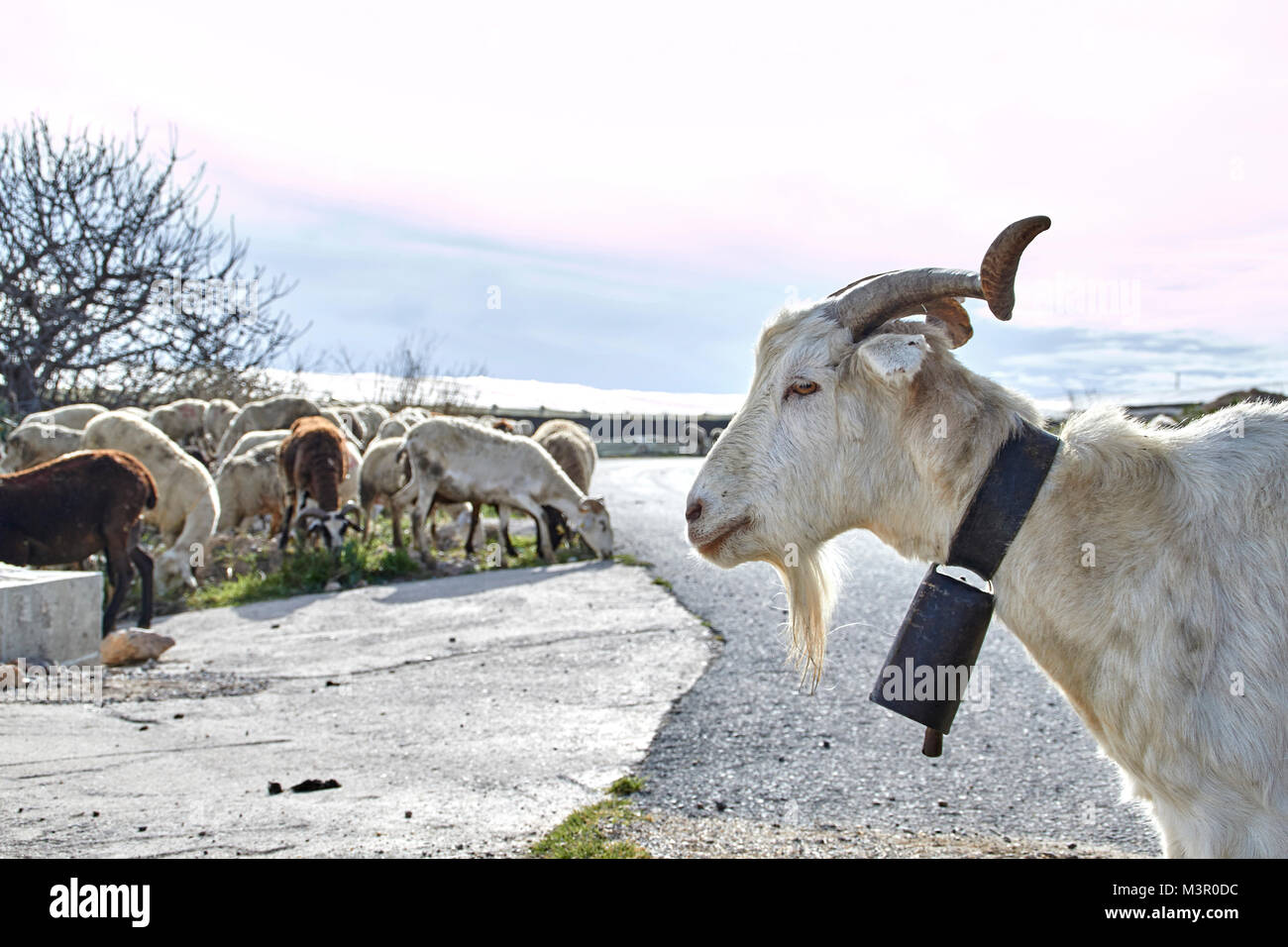 Flock sheep mixed goats hi-res stock photography and images - Alamy
