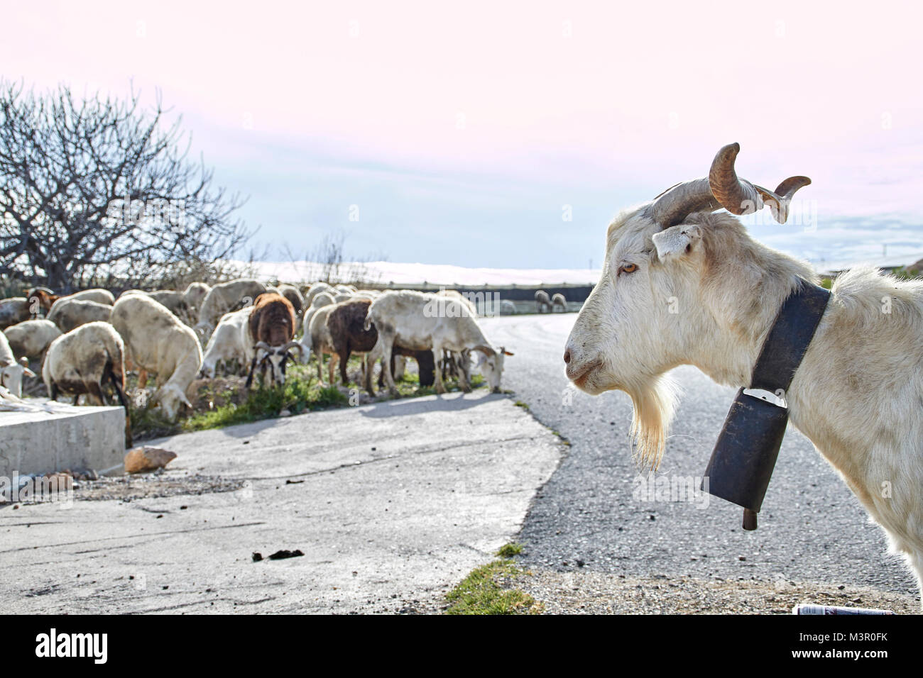 Billy goat sheep hi-res stock photography and images - Alamy