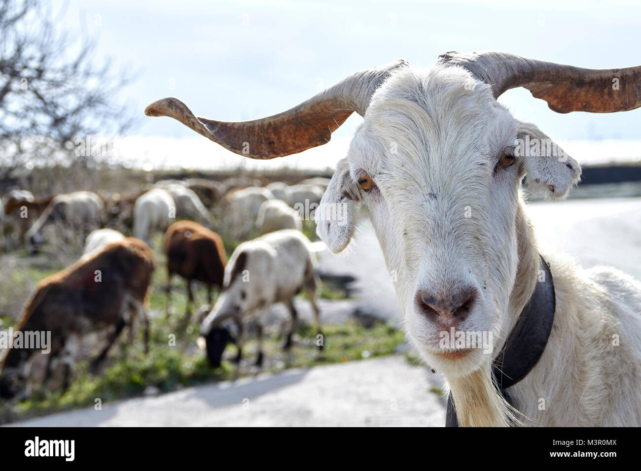 Browsing goat hi-res stock photography and images - Alamy