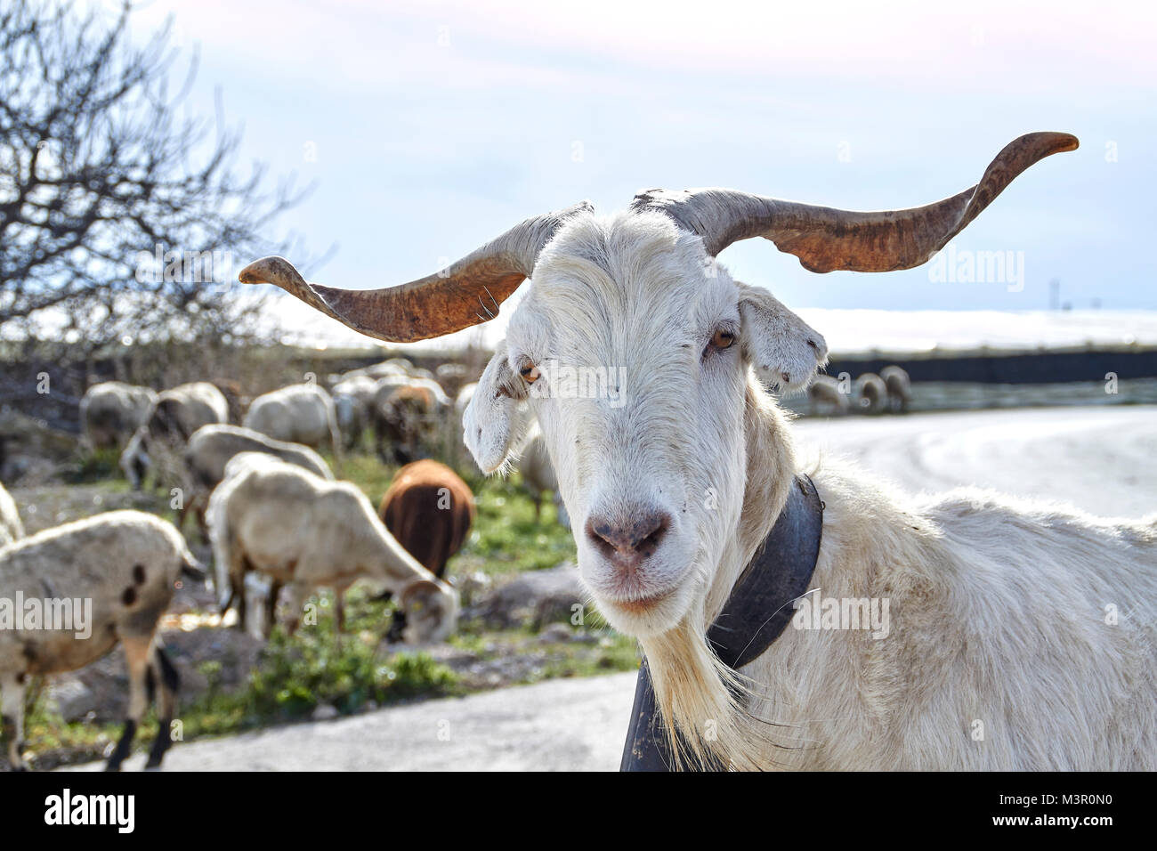 Flock sheep mixed goats hi-res stock photography and images - Alamy