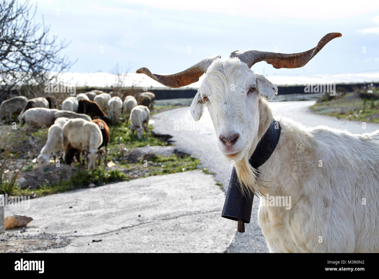 Billy goat sheep hi-res stock photography and images - Alamy