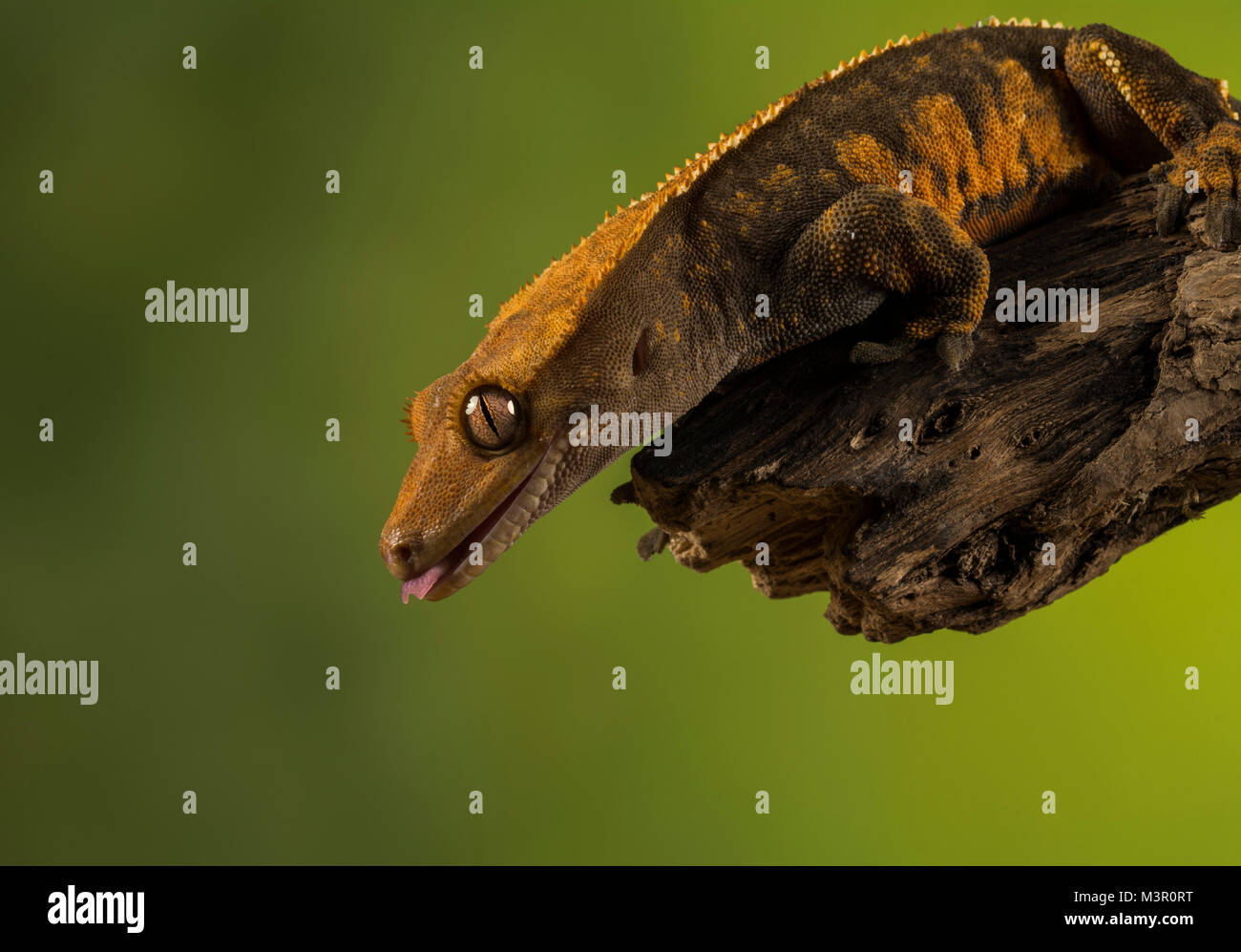 Studio background Gecko on a branch Stock Photo - Alamy
