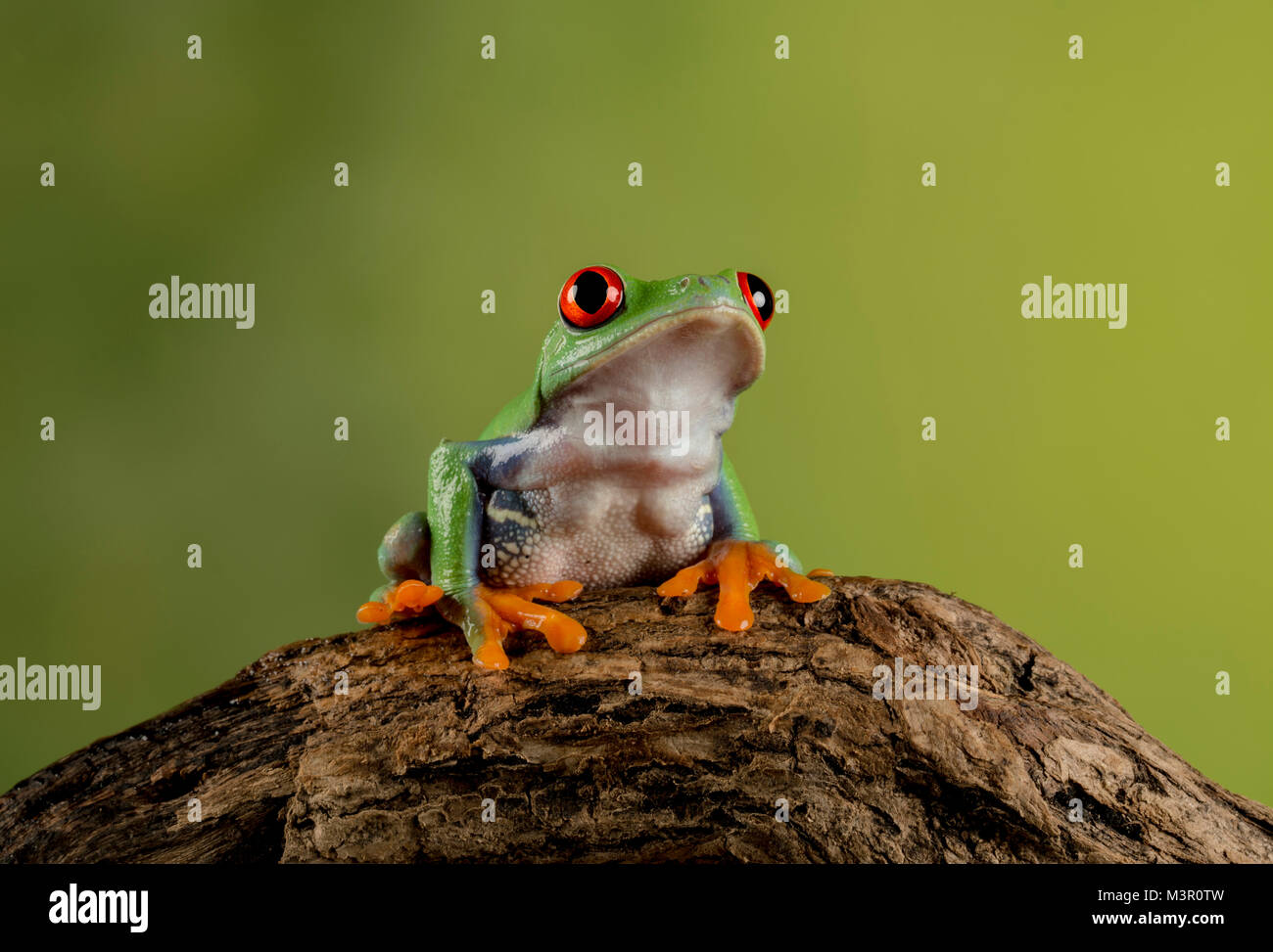 Clown tree frog hi-res stock photography and images - Alamy