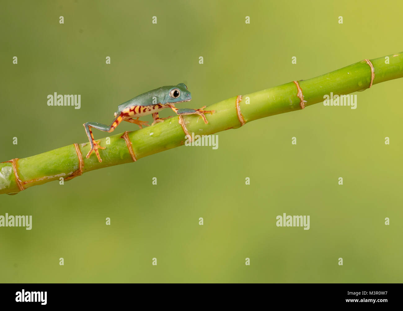 Little frog walking up bamboo Stock Photo - Alamy