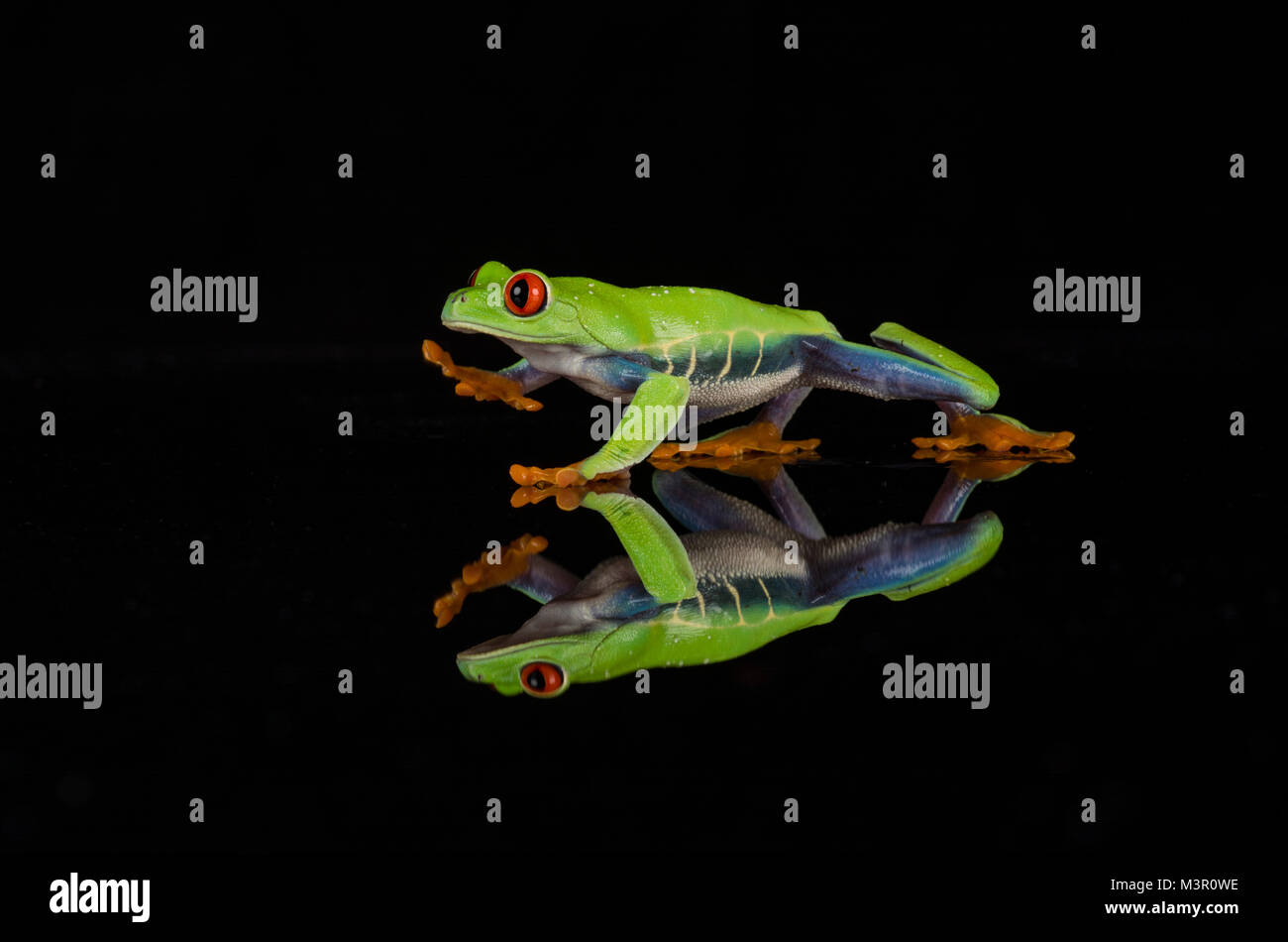 Clown tree frog hi-res stock photography and images - Alamy
