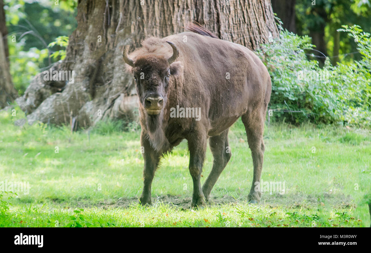 European Buffalo standing looking at camera Stock Photo - Alamy