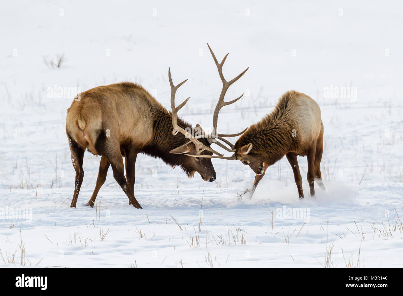 Bull elk fight hi-res stock photography and images - Alamy