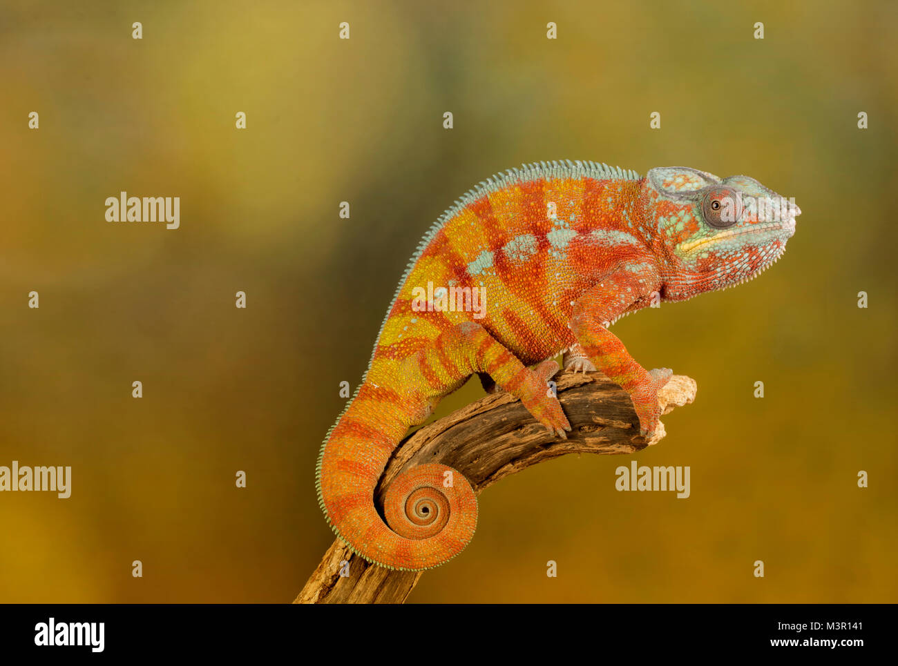 Jenna Chamberlain Stock Photos & Images from Alamy