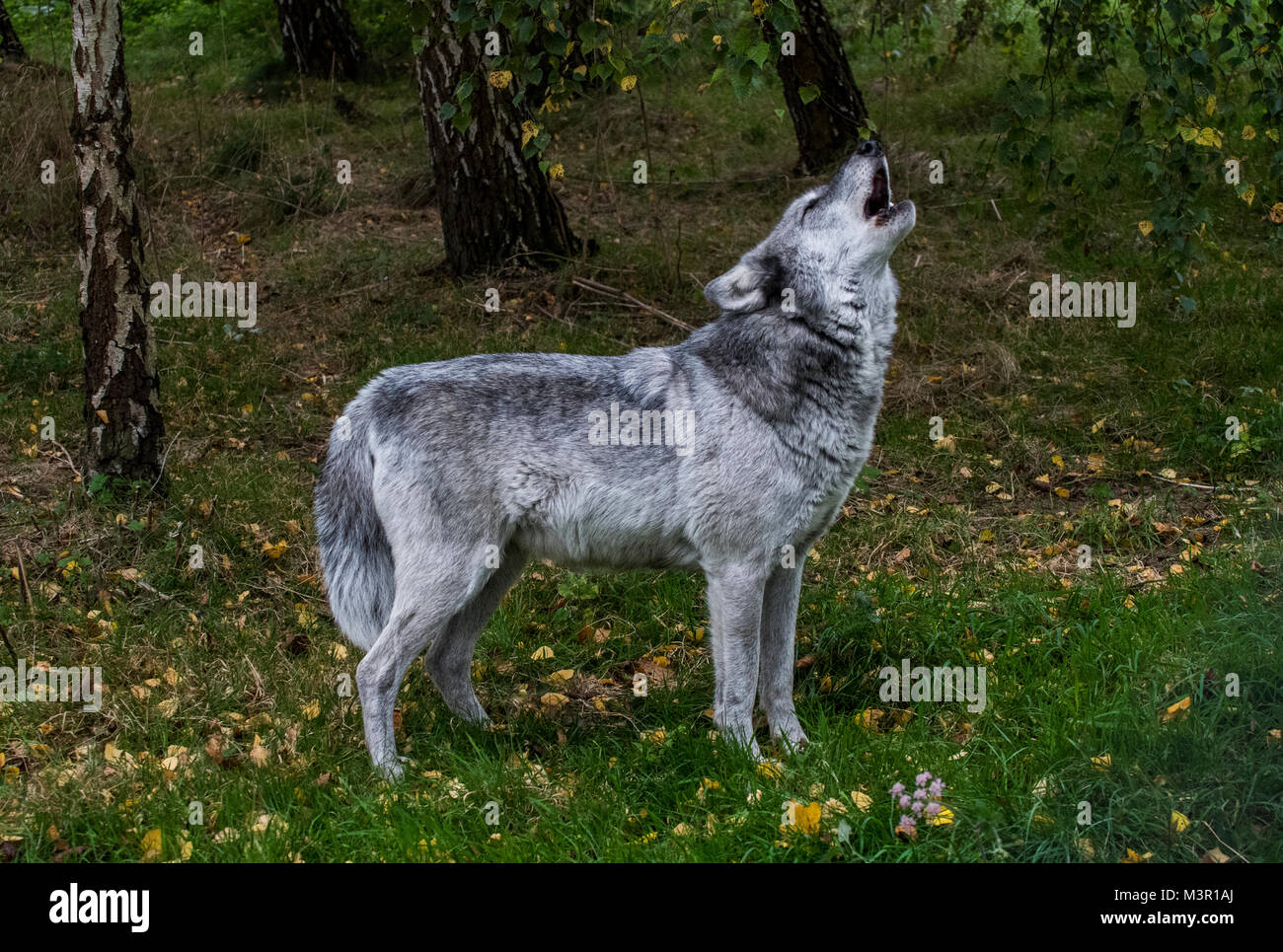 Grey wolf howling against an autum background Stock Photo - Alamy