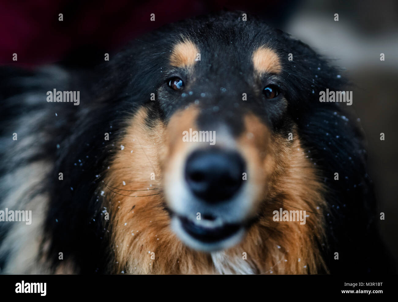 Tri coloured Rough Collie Stock Photo - Alamy