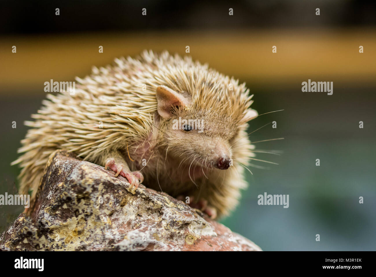 Tenrec hi-res stock photography and images - Alamy
