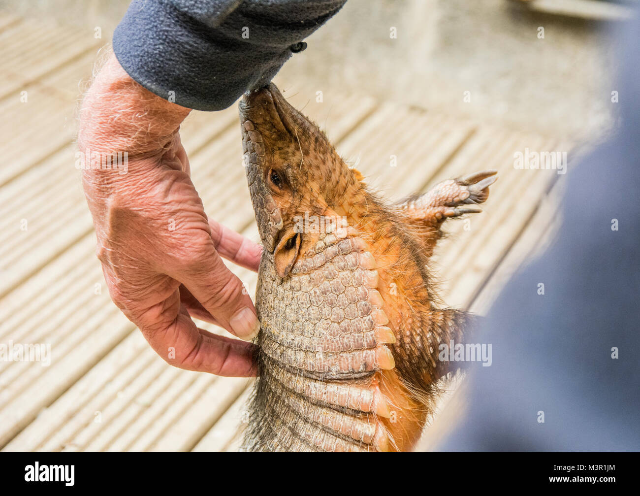 Texas Armadillo Stock Photos & Texas Armadillo Stock Images - Alamy