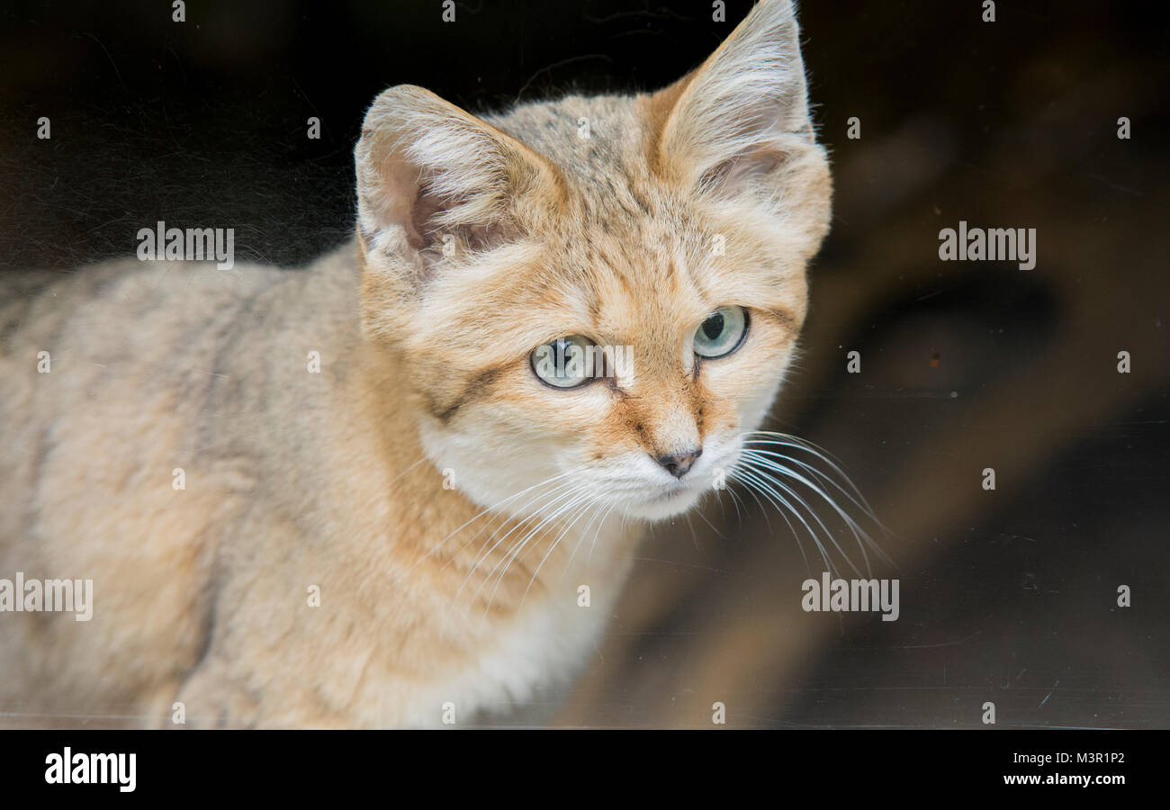 Sand cat hi-res stock photography and images - Alamy