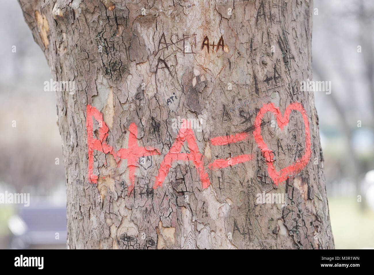 Letters and symbols engraved on a tree’s bark Stock Photo - Alamy