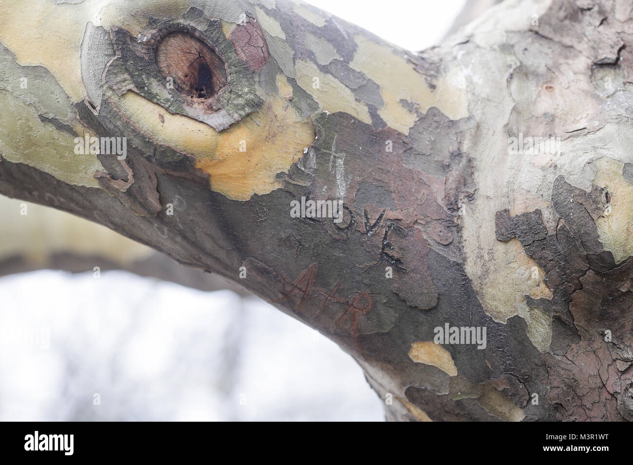 Letters and symbols engraved on a tree’s bark Stock Photo - Alamy