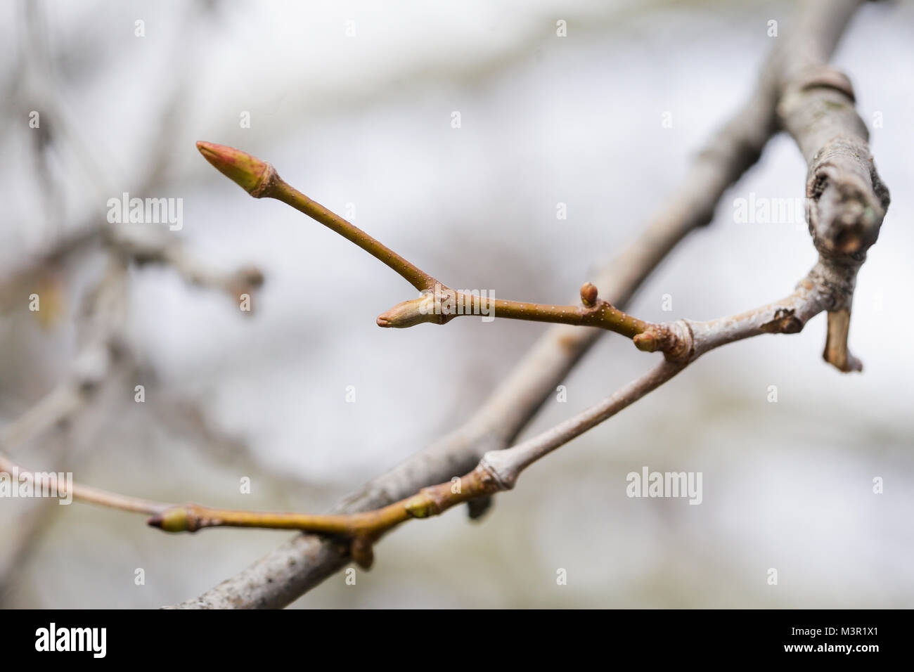 Maple tree buds sprouting Stock Photo - Alamy