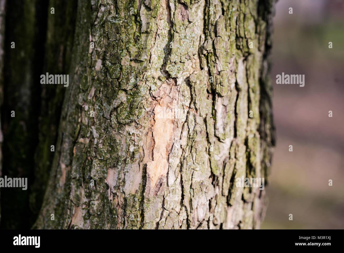 Detail of a tree’s bark Stock Photo - Alamy
