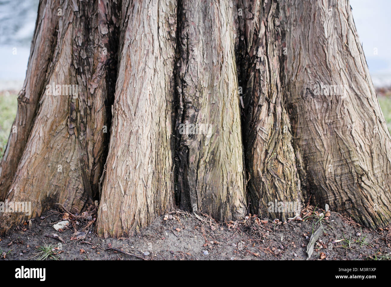 Detail of a tree’s bark Stock Photo - Alamy