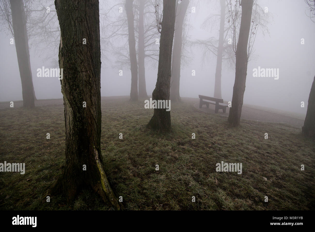 Heavy fog at dawn in a park Stock Photo - Alamy