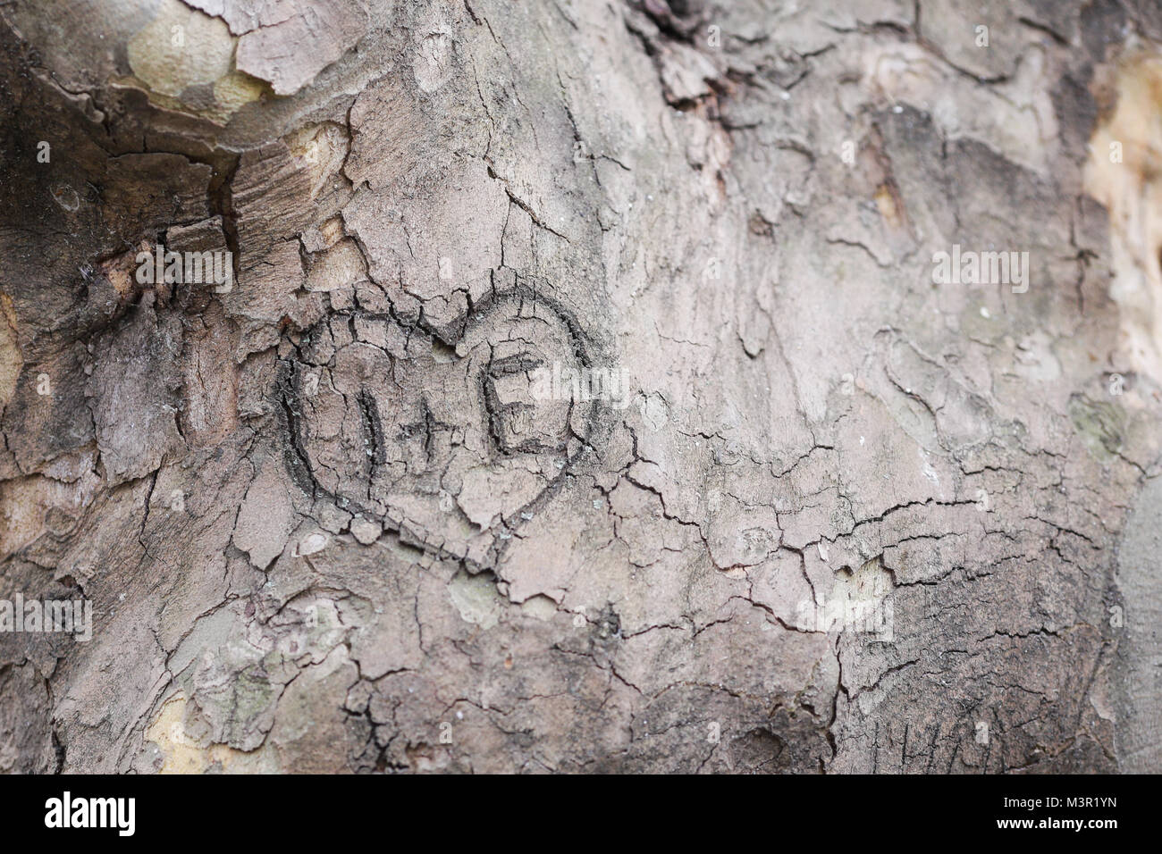 Letters and symbols engraved on a tree’s bark Stock Photo - Alamy