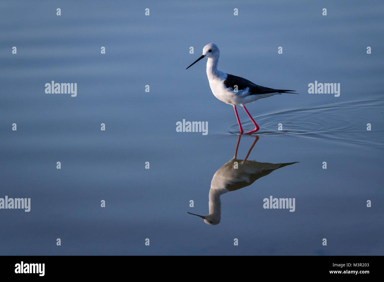A bird in the Lake Stock Photo - Alamy