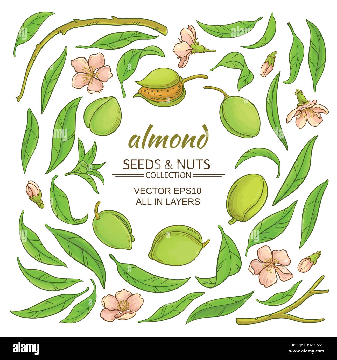 almond plant elements set on white background Stock Vector Image & Art ...